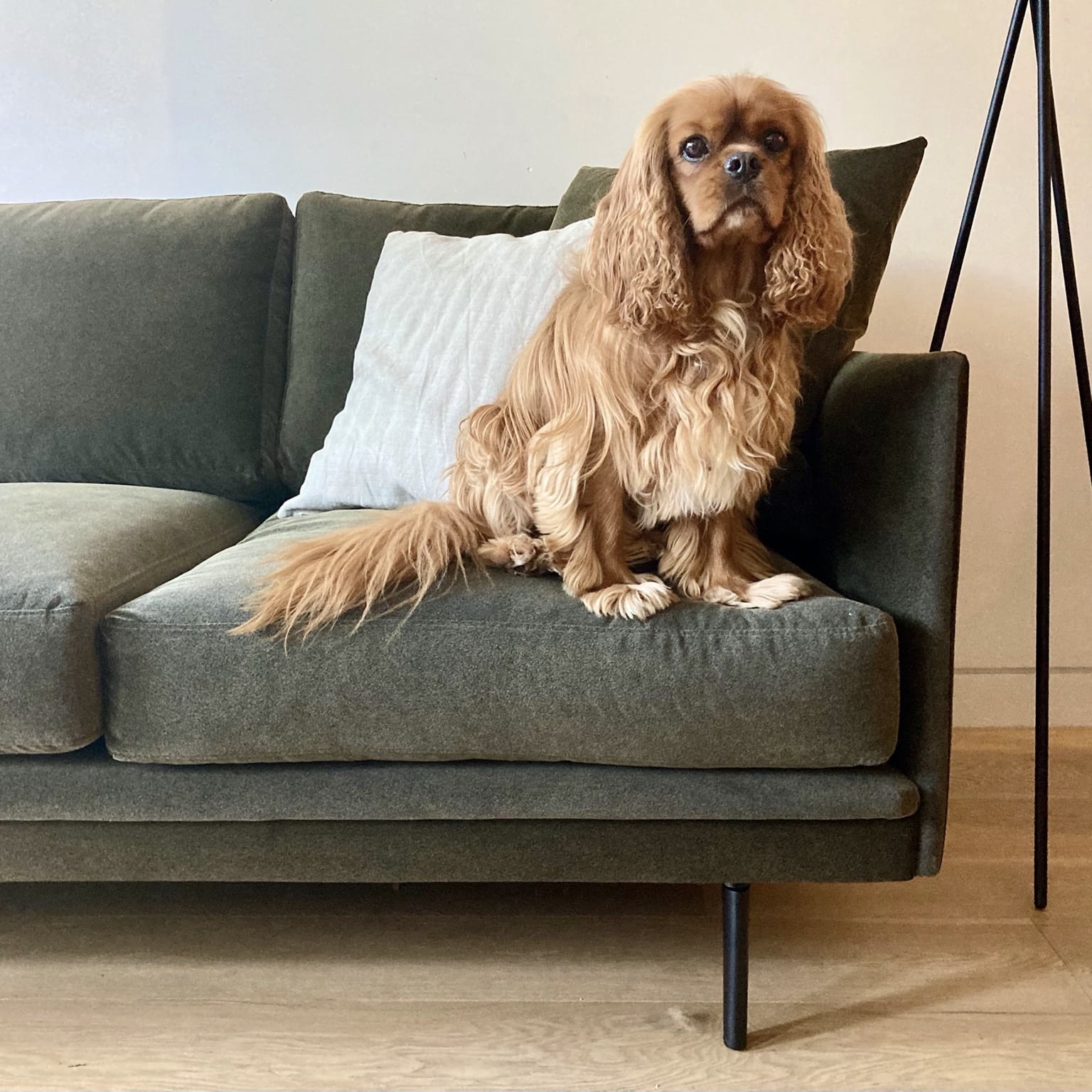 The Modern Muse Magazine